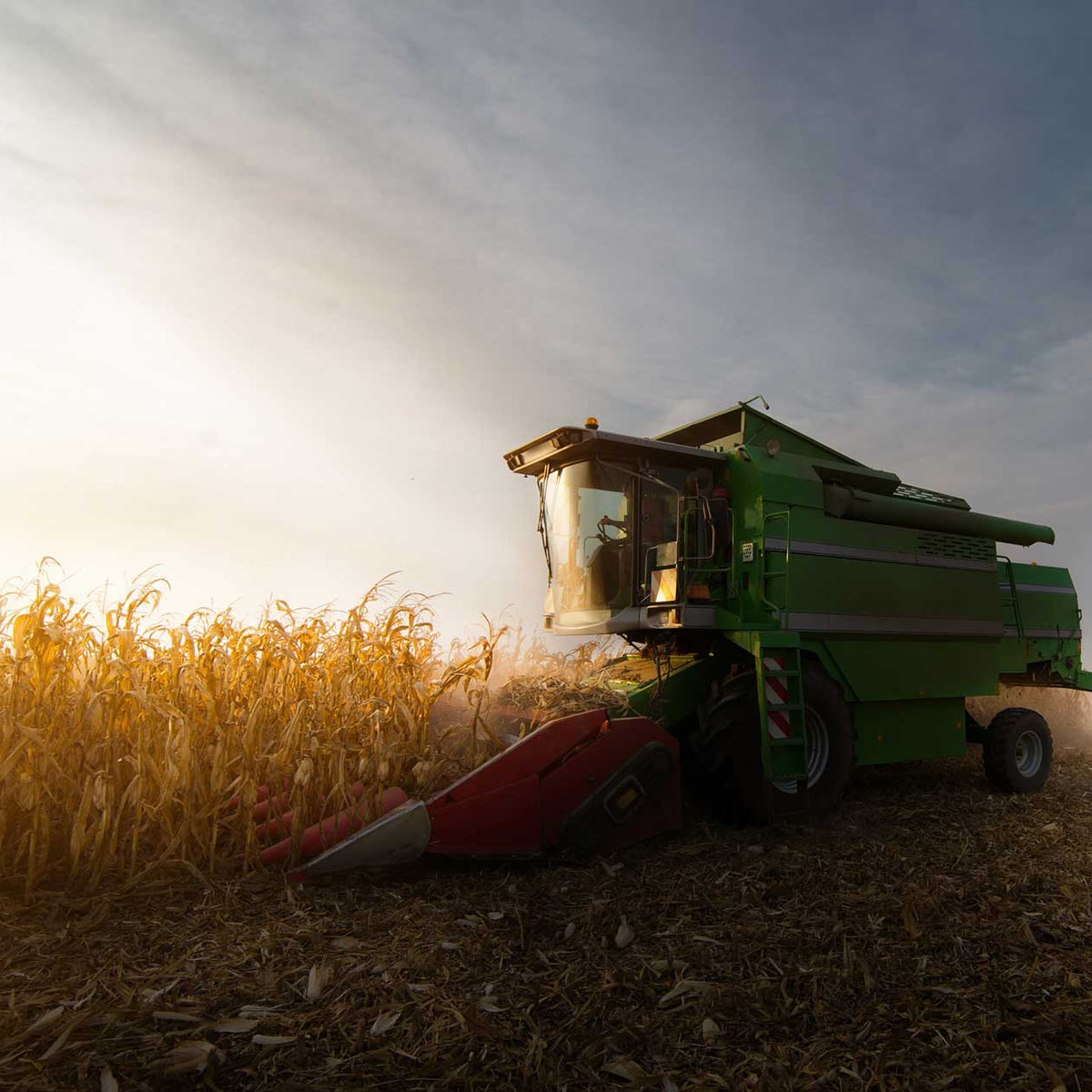 Market overview: maize production in Kenya – Roff Milling