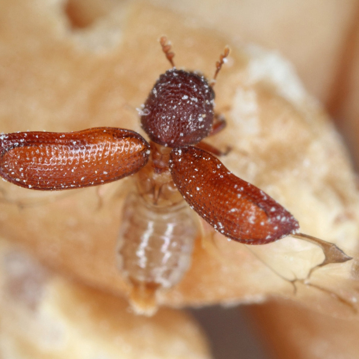 An introduction to insect infestation - Maize Mill – Roff Milling