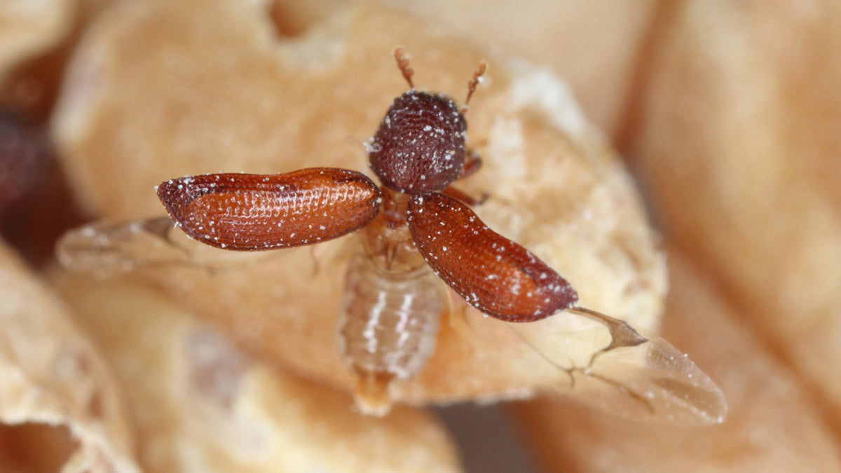 An introduction to insect infestation - Maize Mill – Roff Milling