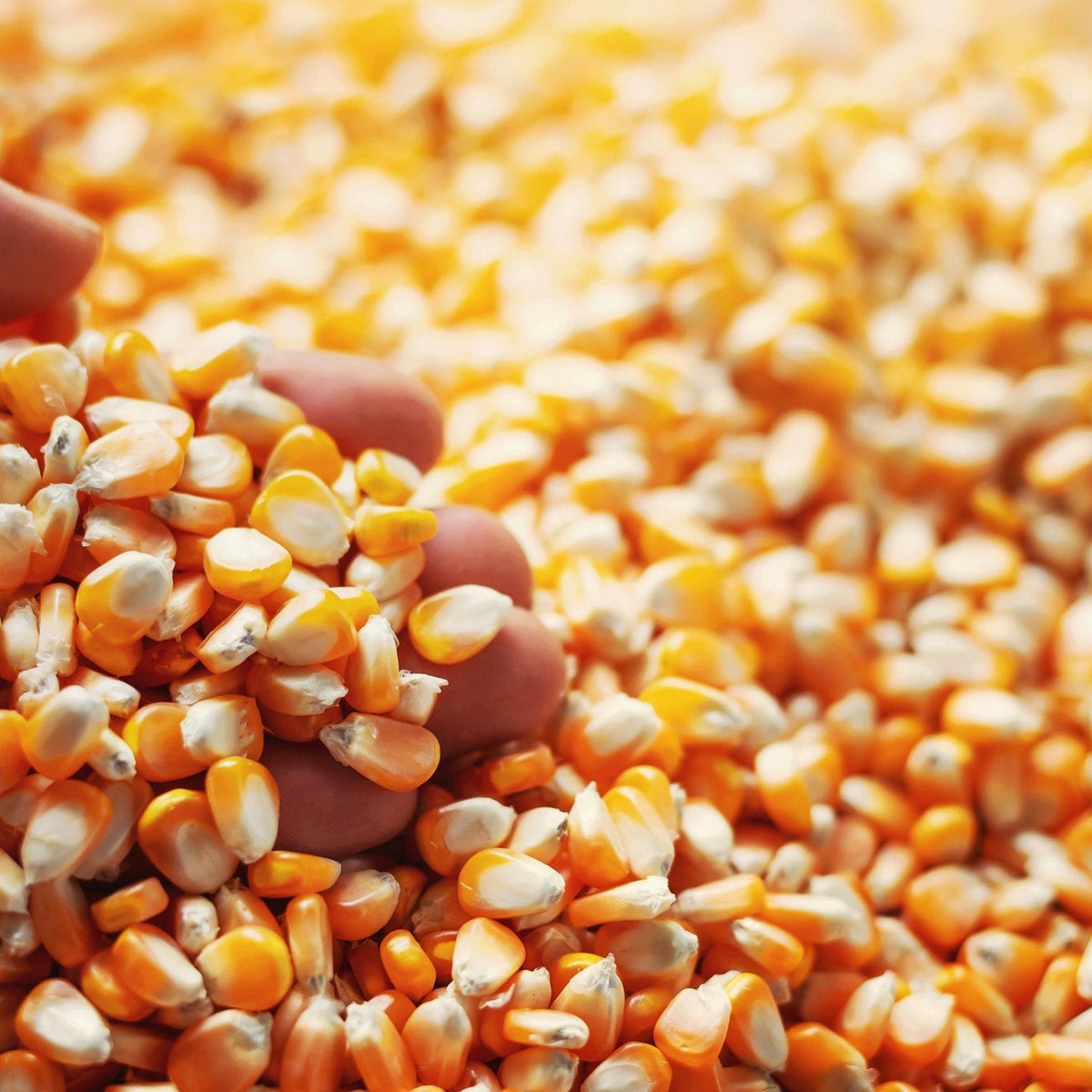 How maize kernel hardness affects extraction pt2 – Roff Milling