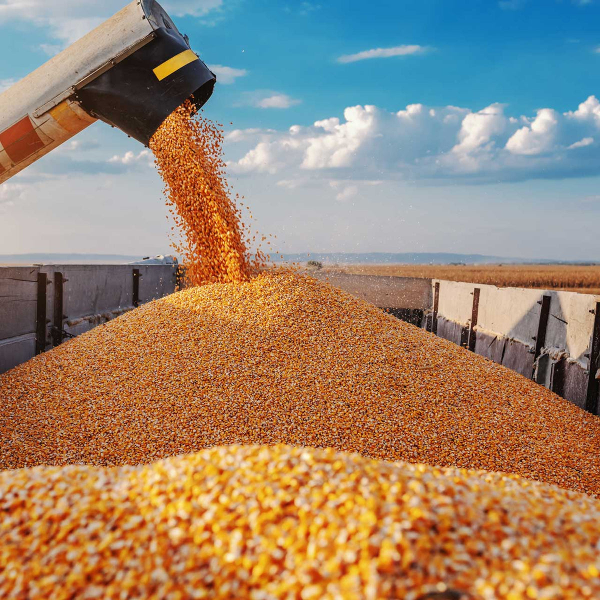 Maize miller's guide to managing raw material risk – Roff Milling