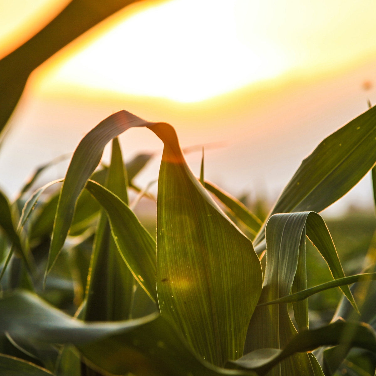 The history of maize | Evolution of Maize – Roff Milling