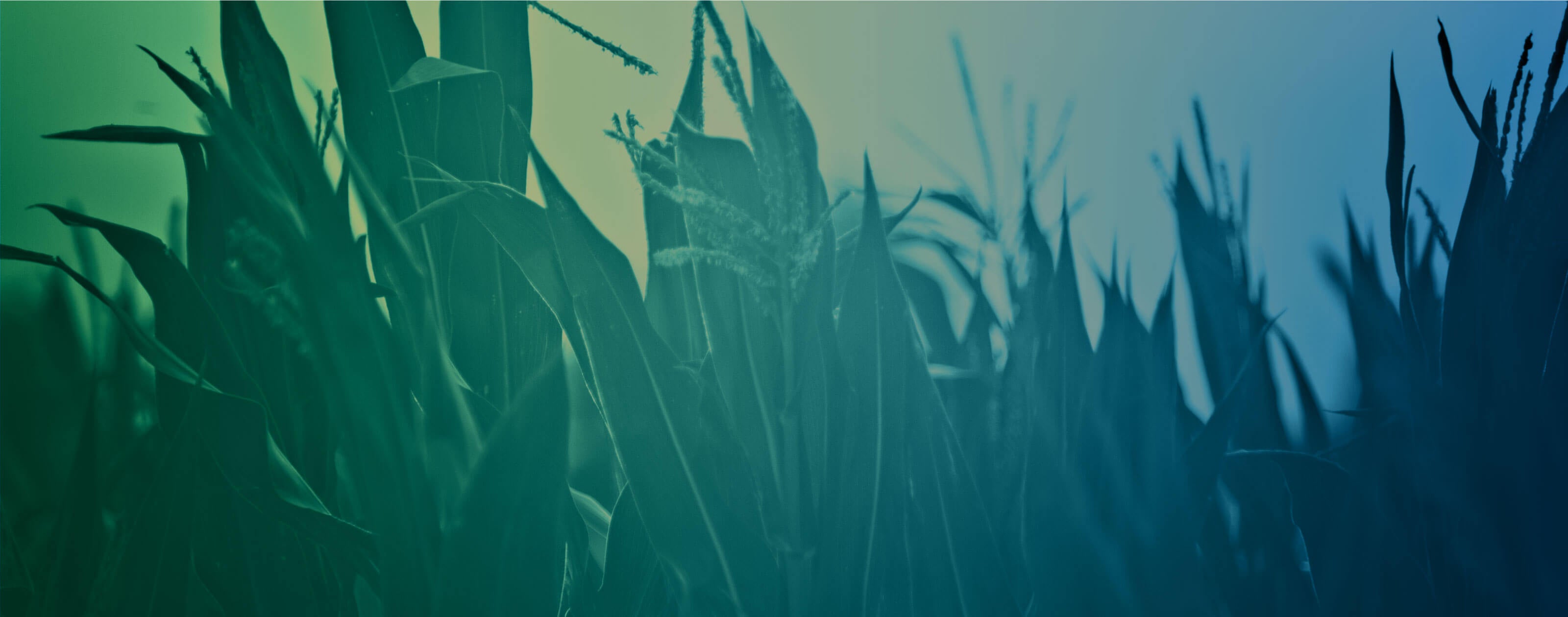 Client information form | Get in touch with us – Roff Milling